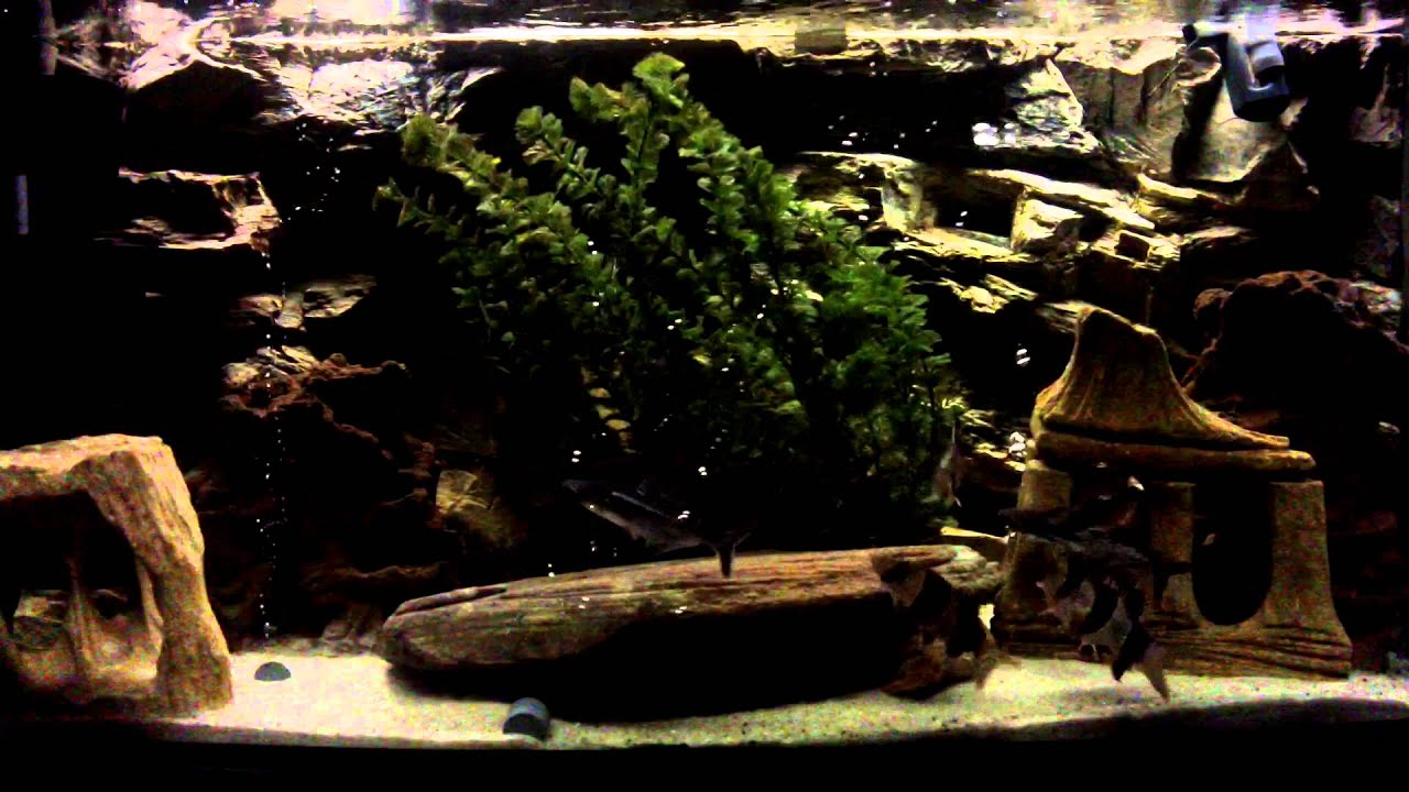 Sum i Brzanka Rekinia - YouTube