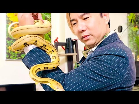 Super tiger platinum retic. - YouTube