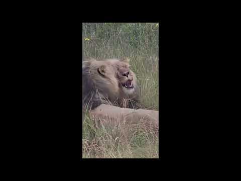 Lions licking blood off faces.