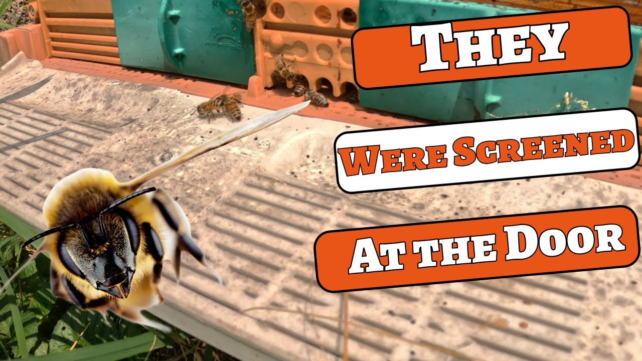 Robbing Screens and Entrance Reducers, Mid Summer & Why! - YouTube