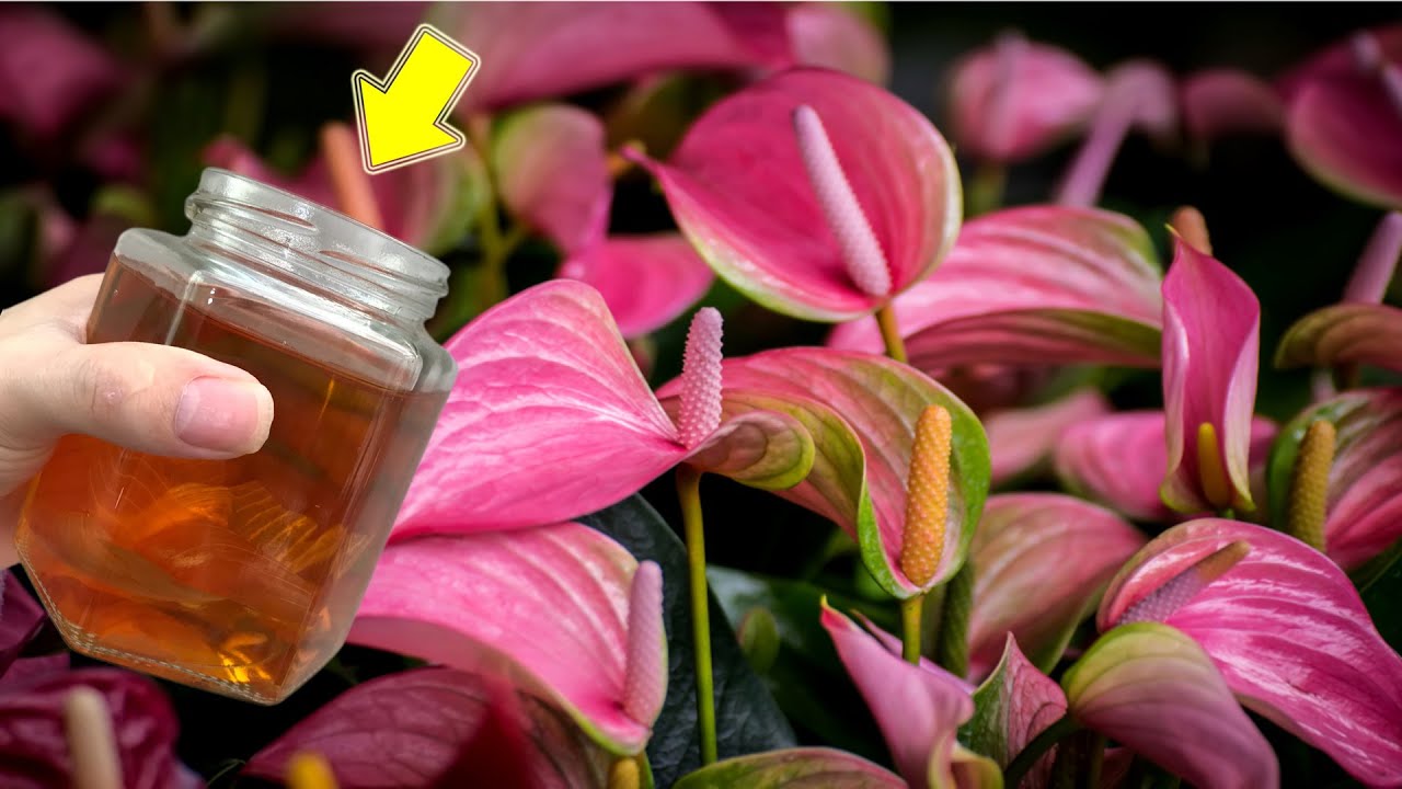 Pour 1 Cup At The Root! Weak Anthurium Plant Suddenly Grows Countless ...