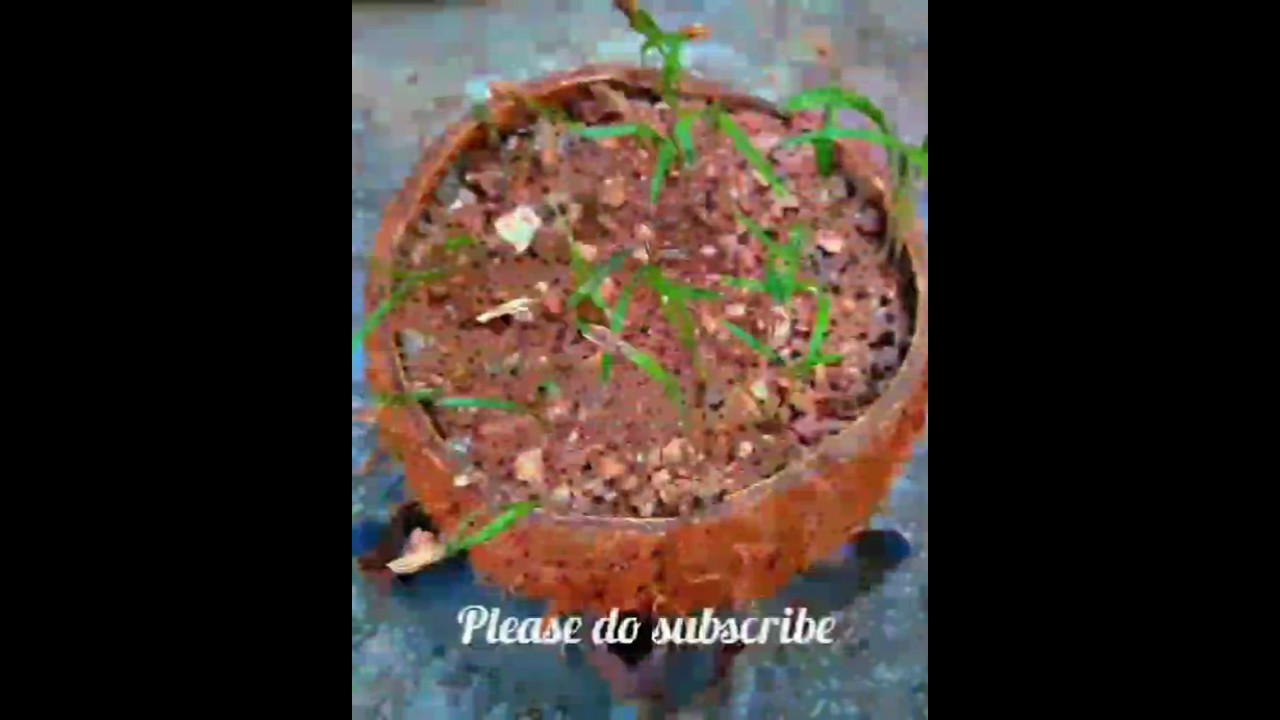 Grown soamp from scratch got sucess🥳||Fennel seeds||@siriputtapaka123 😍 ...