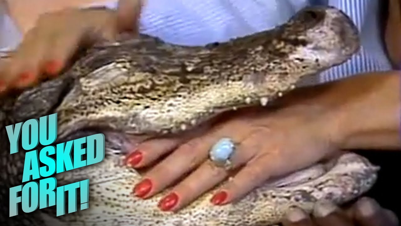 “Al” the Friendly Alligator Who Eats Chicken Wings - YouTube