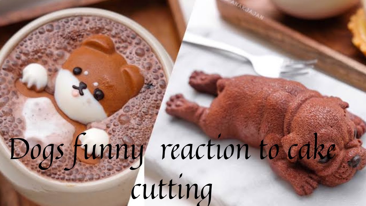 Dog reaction || on dog cake || try not to laugh challenge 🐕 #10 - YouTube