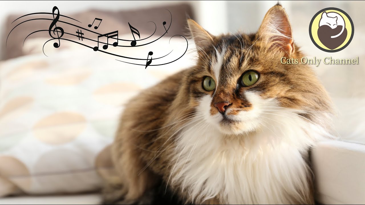 Cat Music - Peaceful Harp Music with Cat Purring Sounds / Anxiety ...
