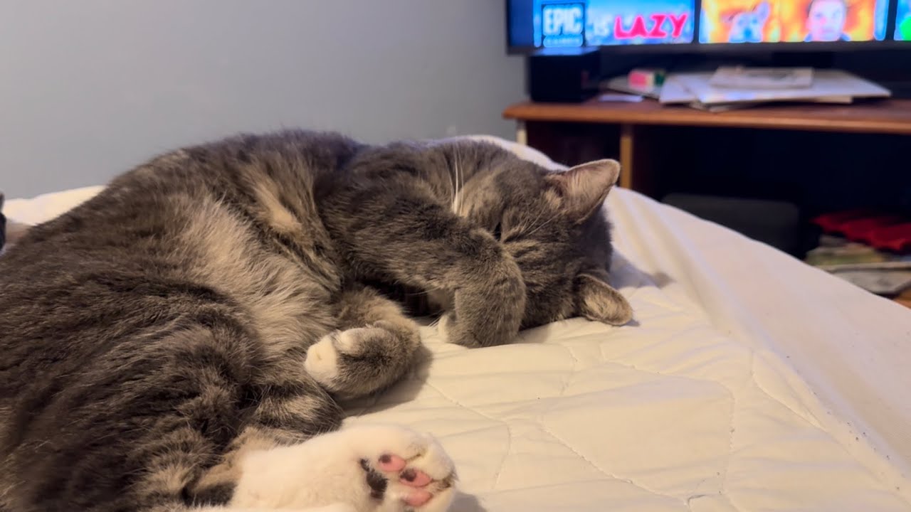 Cat covers eyes!!! - YouTube