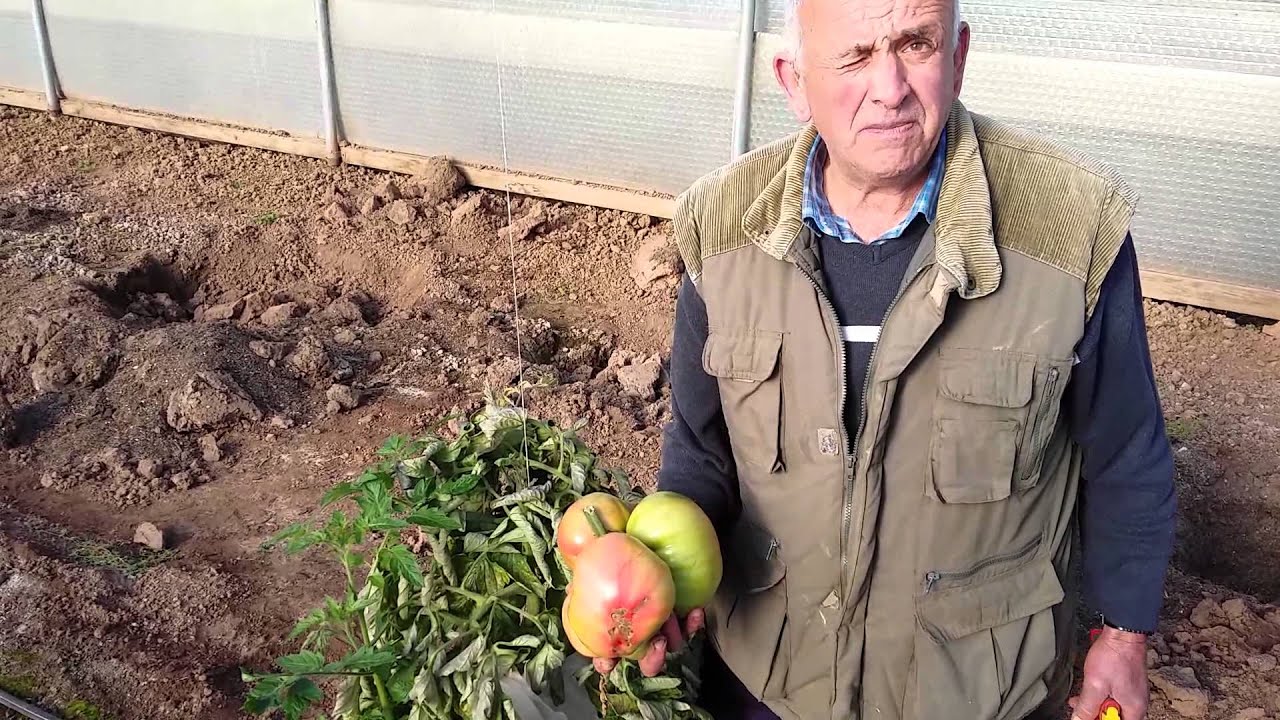 Giant Veg: Ian Neale potential UK Record Tomato - YouTube