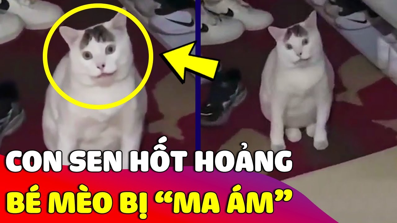 Chú mèo với khuôn mặt như 'BỊ MA ÁM' mỉm cười khi thấy Sen đi làm về 😅 ...