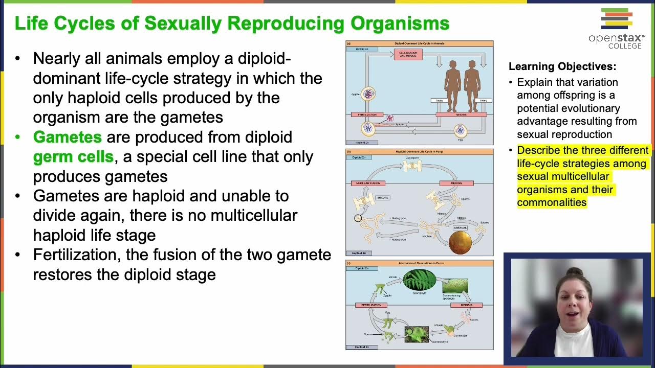 Openstax Concepts Of Biology Chapter 7 1 Youtube