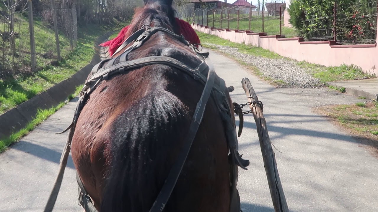 plimbare cu caruta in sanmarghita - YouTube