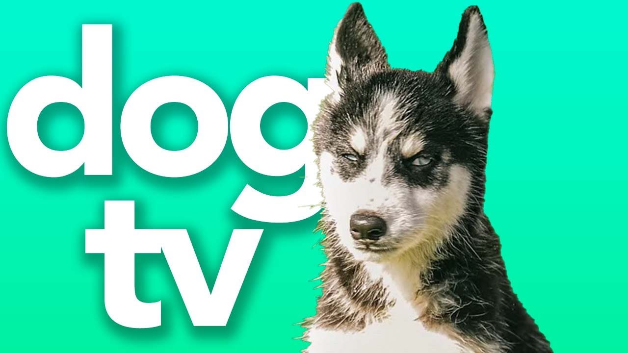 Dog TV - Walking Video for Dogs | Hours of Entertainment and Excitement ...