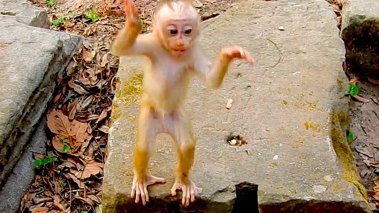 Super Friendly little monkey Lilly when she not with mama now she away ...