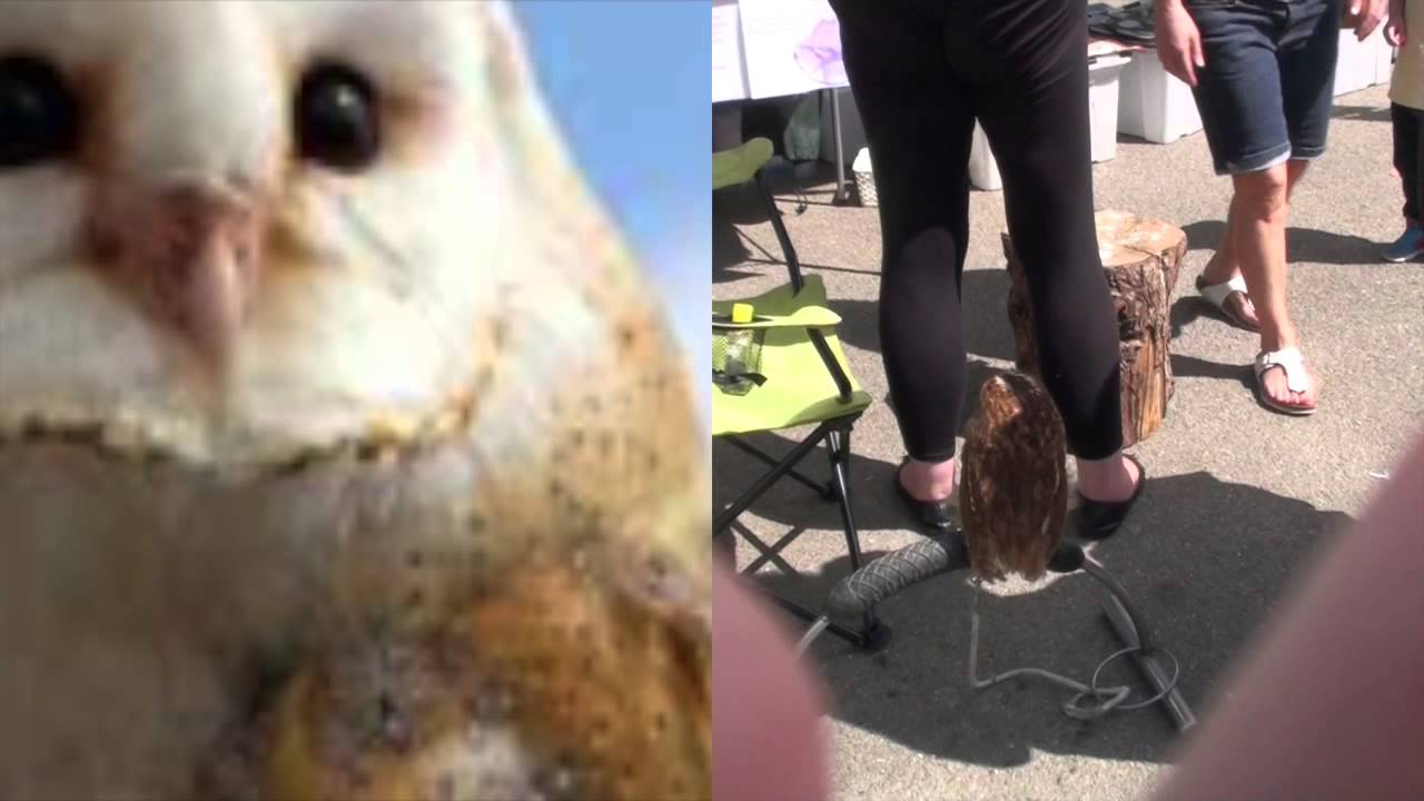 Owls at Adeyfield Adventure Playground image and sound - YouTube