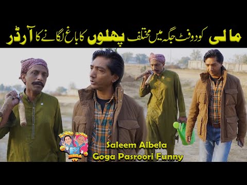 Order to plant a garden in a two-foot space Saleem Albela Goga Pasroori