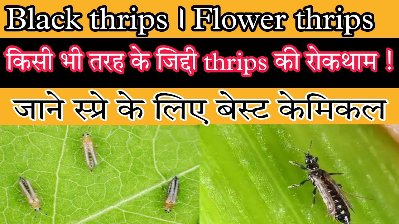 black thrips control in chilli। best thrips control insecticide।# ...
