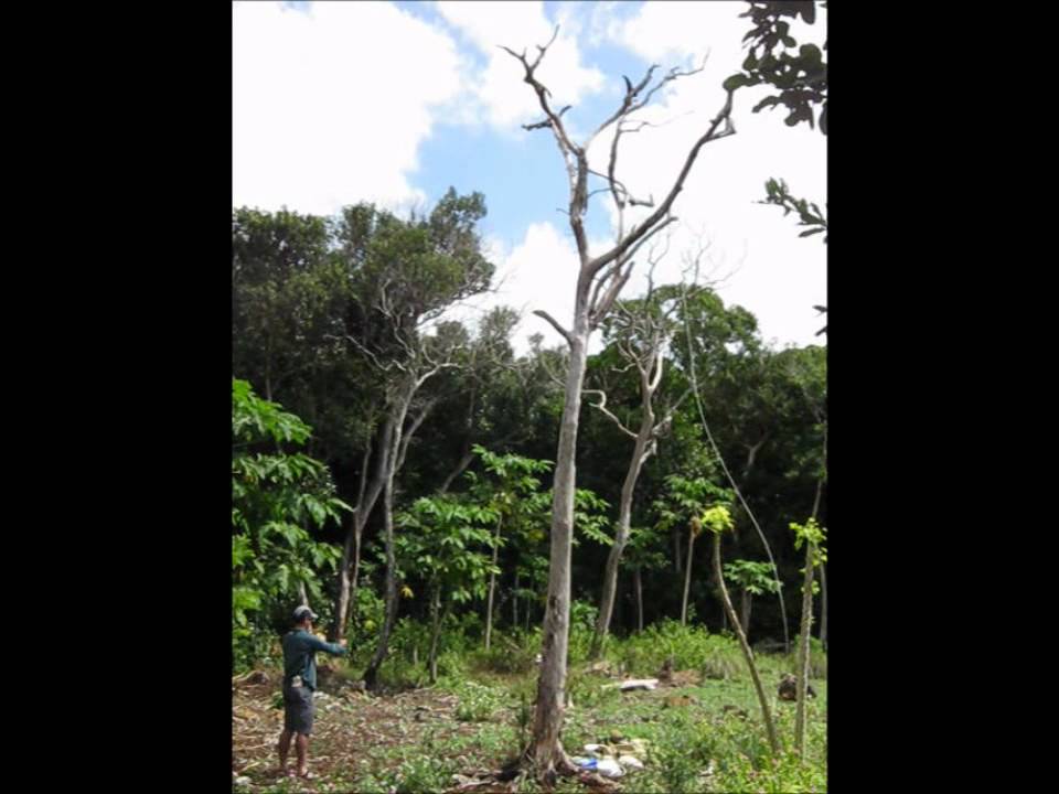 Setting up aerial mist net part 2 - YouTube