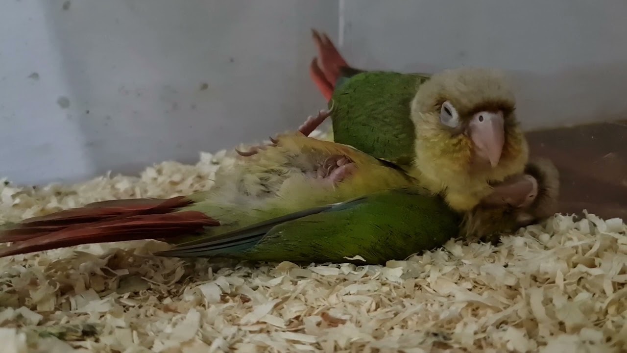 GREEN-CHEEKED CONURE SLEEPING LIKE THIS? |Rio's Videos - YouTube