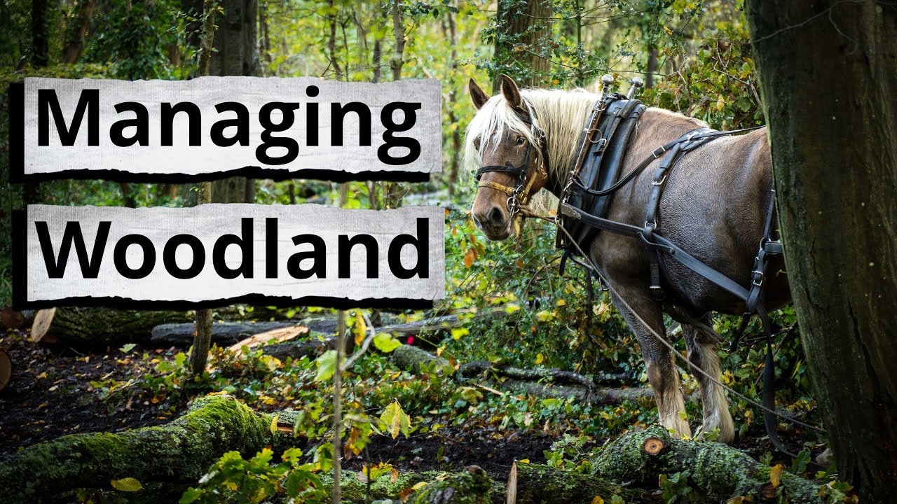 How we’re managing the woodland at River Hamble Country Park - YouTube
