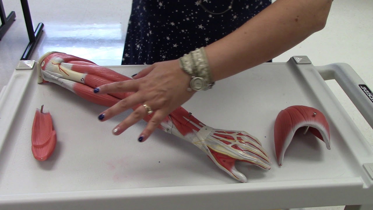 Muscles on arm model - YouTube