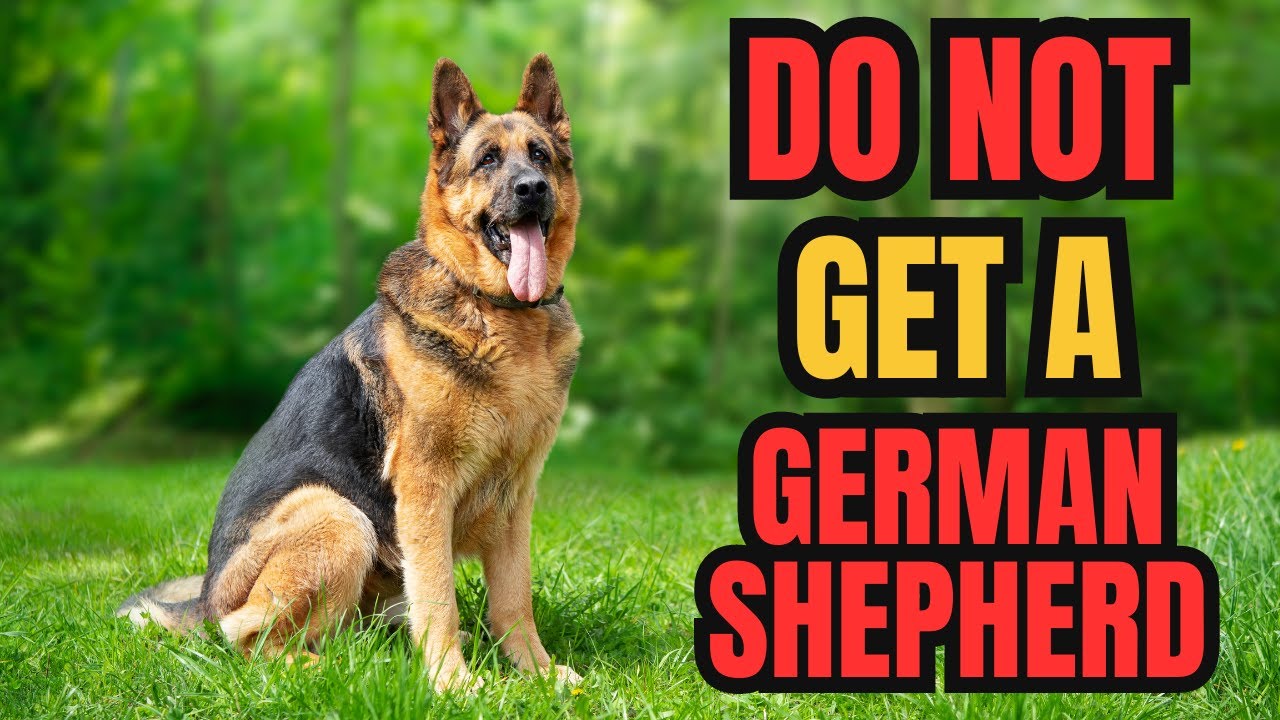 10 Things To Know Before Getting A German Shepherd Dog - YouTube