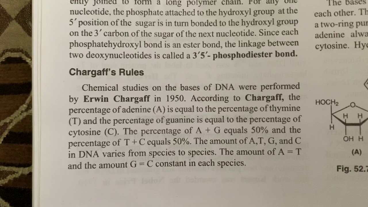 Chargaff Rule