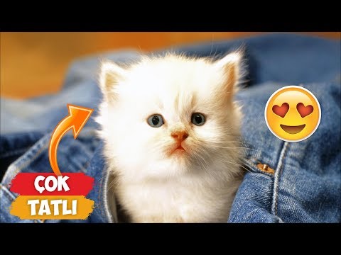 En Şirin Yavru Kedi Videoları Derlemesi! | [2018 Derleme] ● Eğlenceli Anlar
