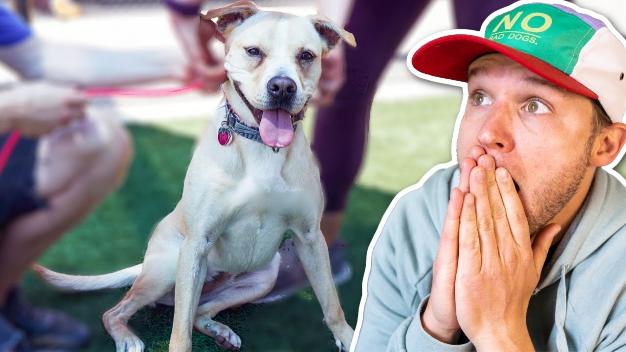 HOW TO TRAIN AND CONTROL A CRAZY DOG ON LEASH! - YouTube