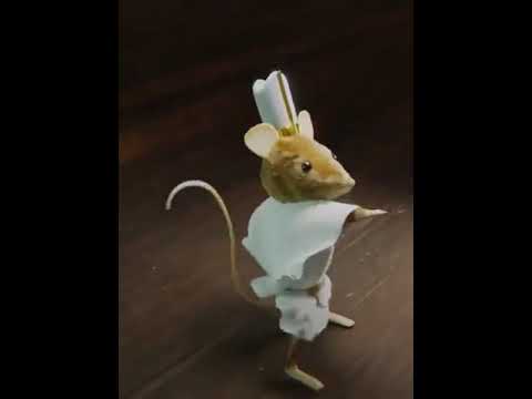 Rata bailando ameno xdd - YouTube