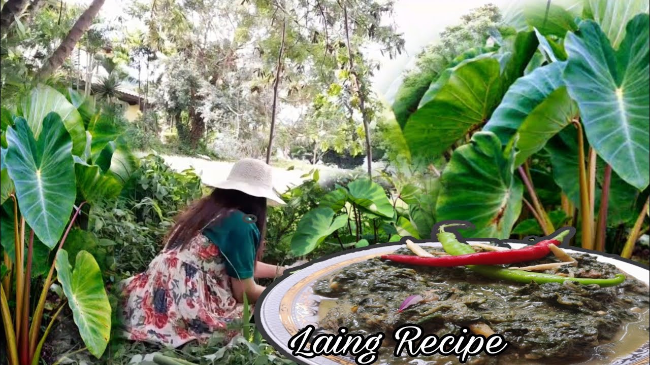 Harvest Taro(Gabi)and Cooking Ginataang Gabi Laing/Life in the ...