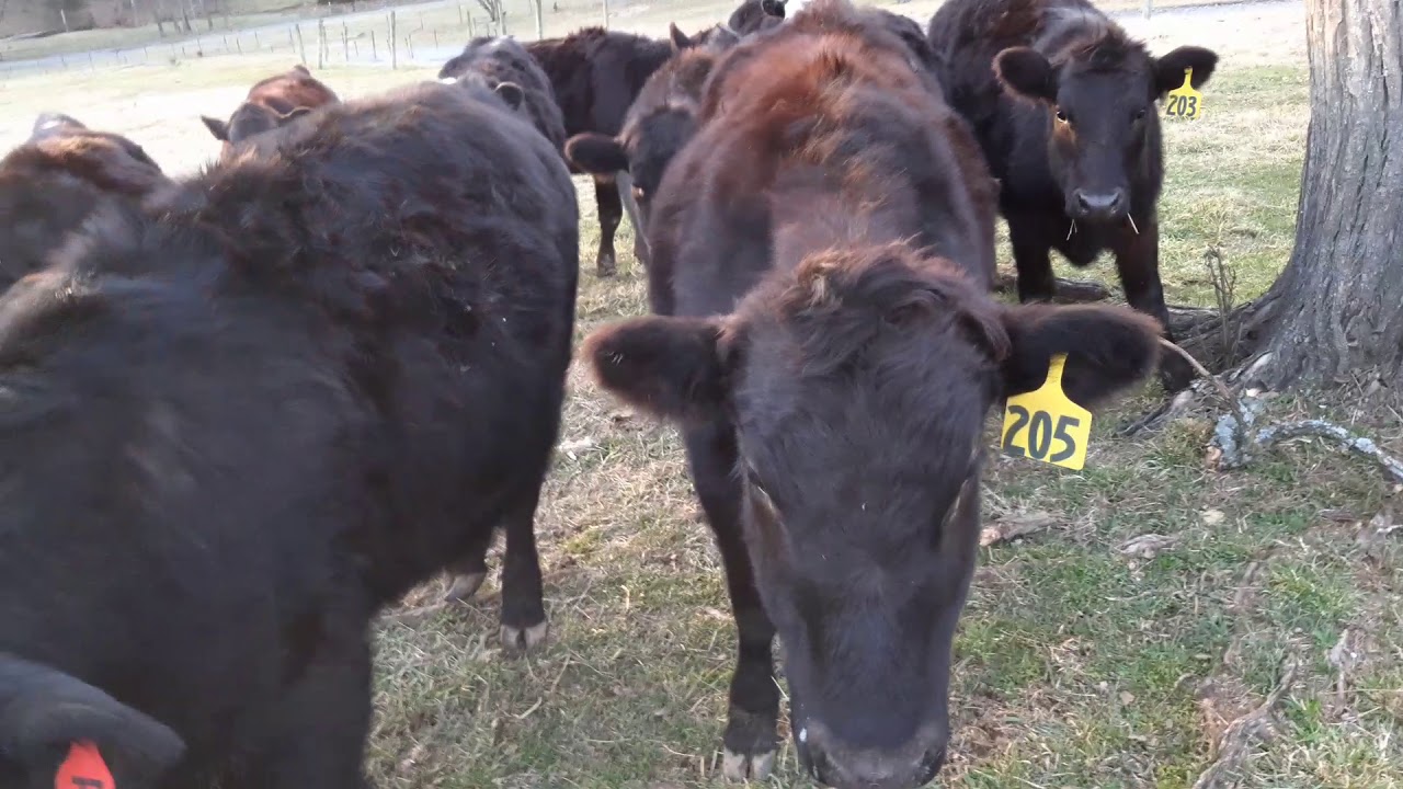 Crazy cows part 2 - YouTube