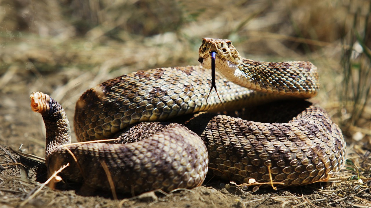 The Deadly Rattlesnakes Of The Americas - YouTube