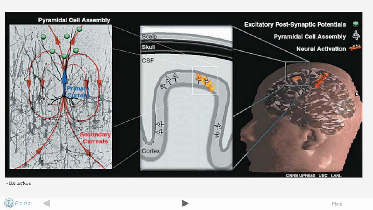 EEG and Action Potentials - YouTube