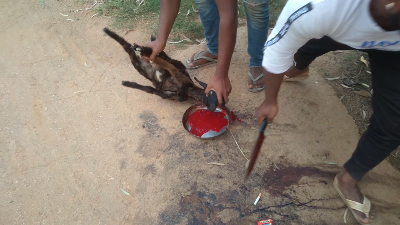 Bakra Cutting Video Shoot By Adarsh Sharma | Mob Adarsh PG 9630408106 ...