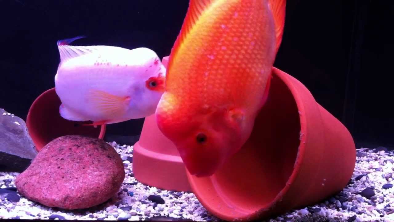 Red Devils Breeding - YouTube