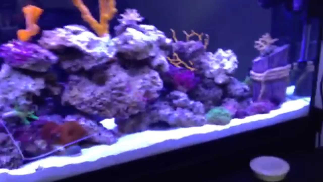 60 Gallon reef tank - YouTube