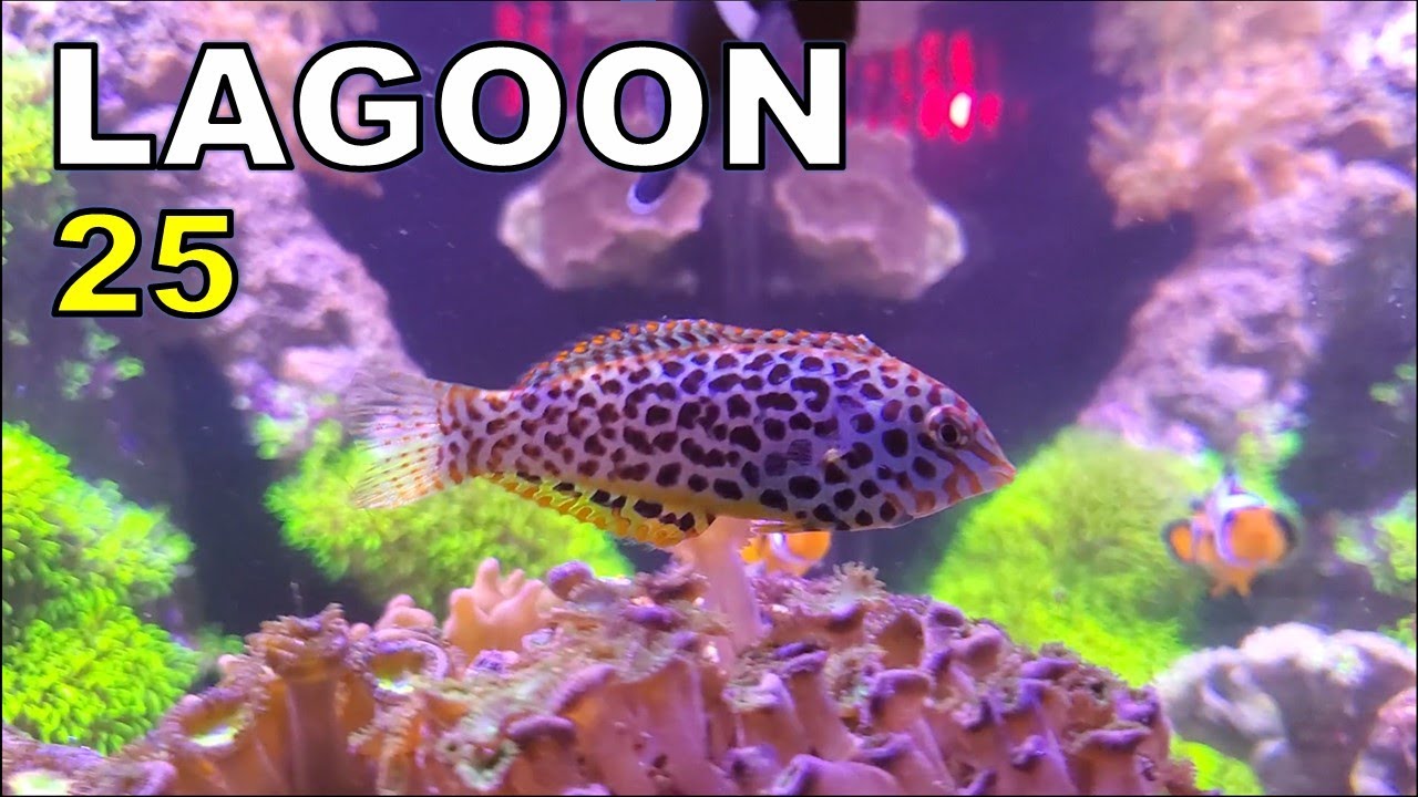Stunning Lagoon 25 - Update #1 - YouTube