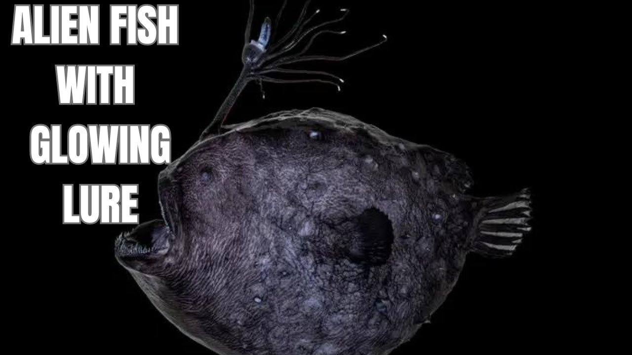 Football Fish: Uncovering its Mystery - YouTube