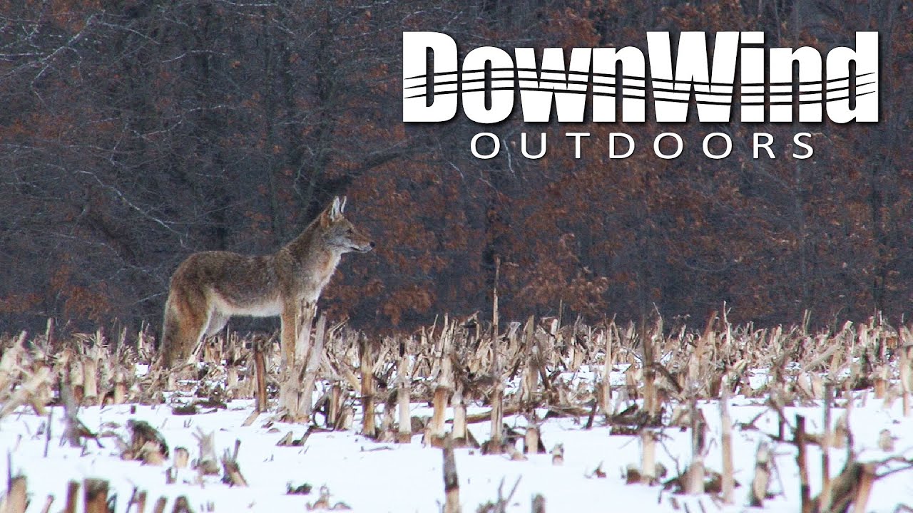 Midwest Coyote Hunting: Tad Successful (DownWind Outdoors) - YouTube