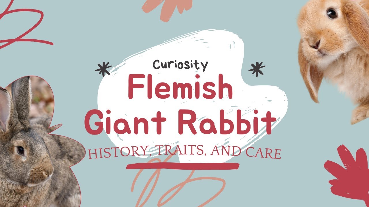 ALL ABOUT THE FLEMISH GIANT RABBIT: HISTORY, TRAITS, AND CARE - YouTube