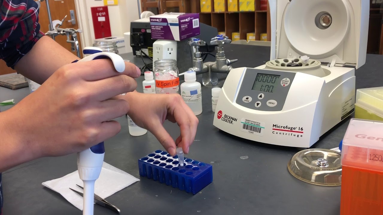 BIO 161 Week 5: Bug DNA Extraction Protocol - YouTube
