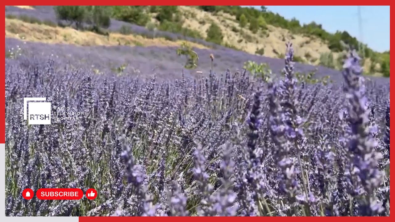 "Ëndrra mbi livando" - Lidhja e gramshiotëve me këtë bimë që i ...