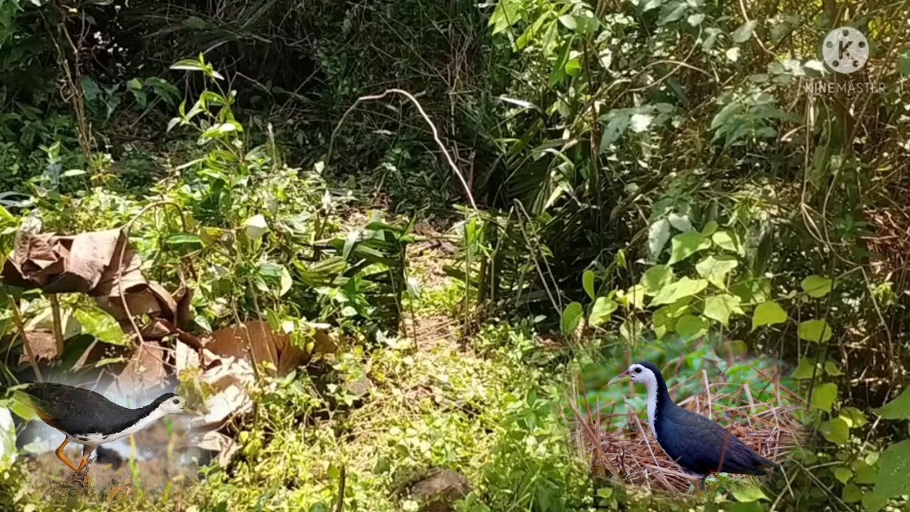 jerat burung wak-wak - YouTube