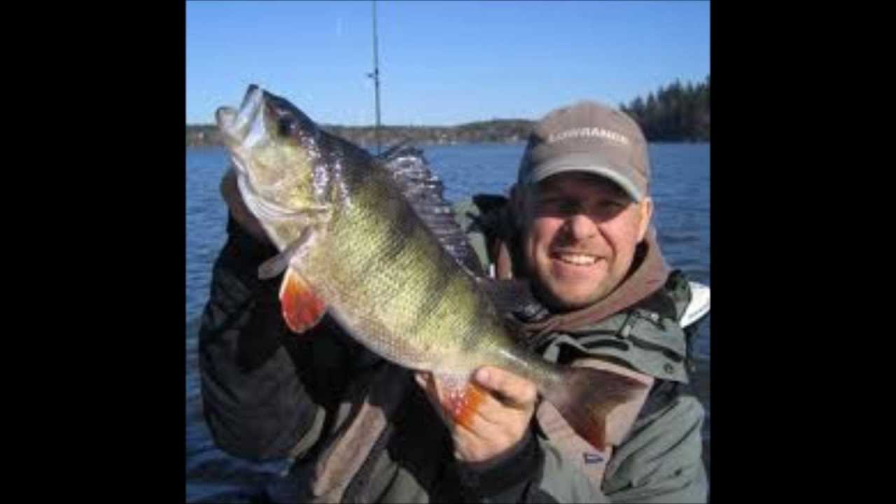Big Yellow Perch - YouTube