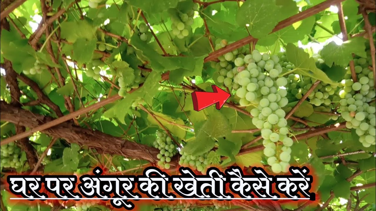 अंगूर की खेती कैसे करें | अंगूर की कटिंग कैसे लगाएं | angur ki kheti ...