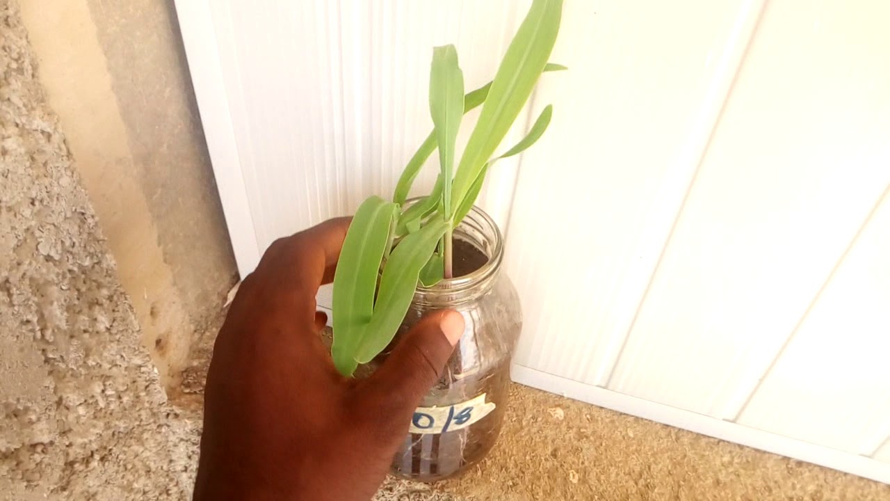 Maize Germination PT III - YouTube