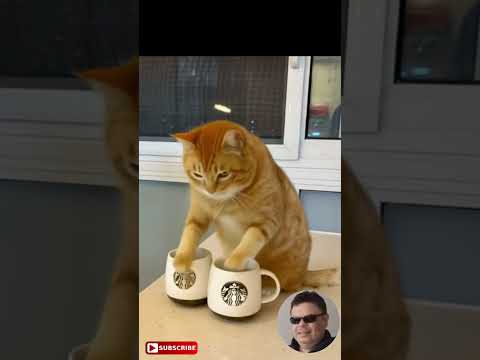 Çok Tatlı 🥰🥰 #tiktok #cutemonkey #cats  #dans #şarkı #müzik #kedi #cute #petsrule #catlovers #funny