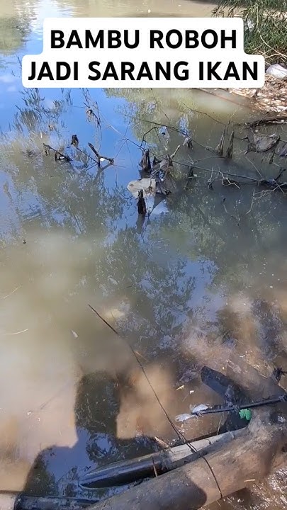 AWALNYA RAGU‼️TERNYATA DI SINI BANYAK IKANNYA #spotnilaliar #mancing - YouTube