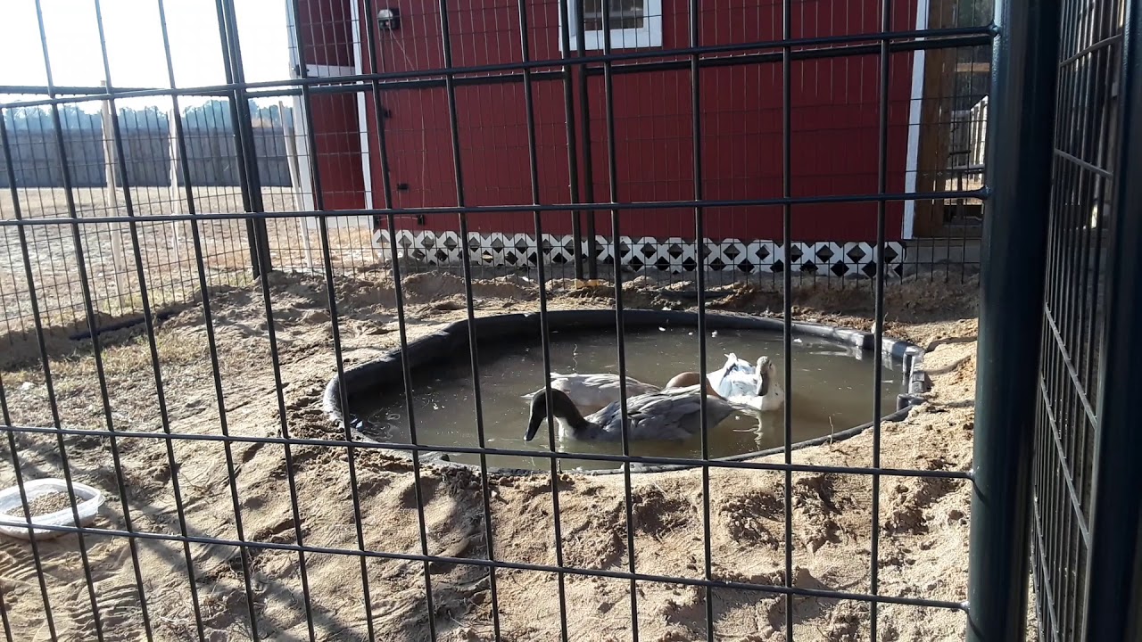 Duck Playground - YouTube