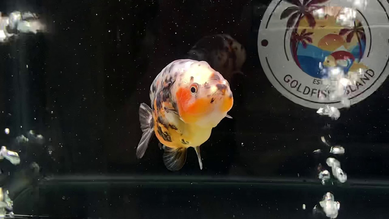 Goldfish Island - 1208RA00CA445TH1F4 - YouTube