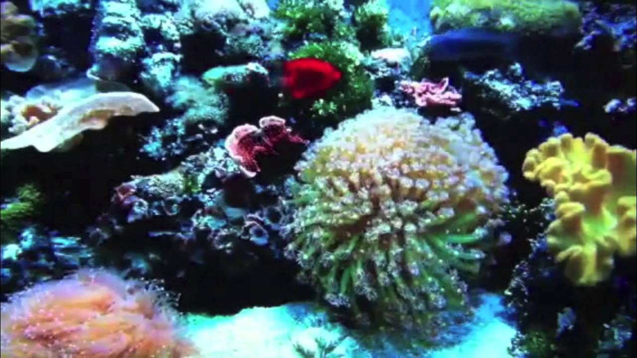 THE AQUARIUM CHANNEL DEBUNKED - YouTube